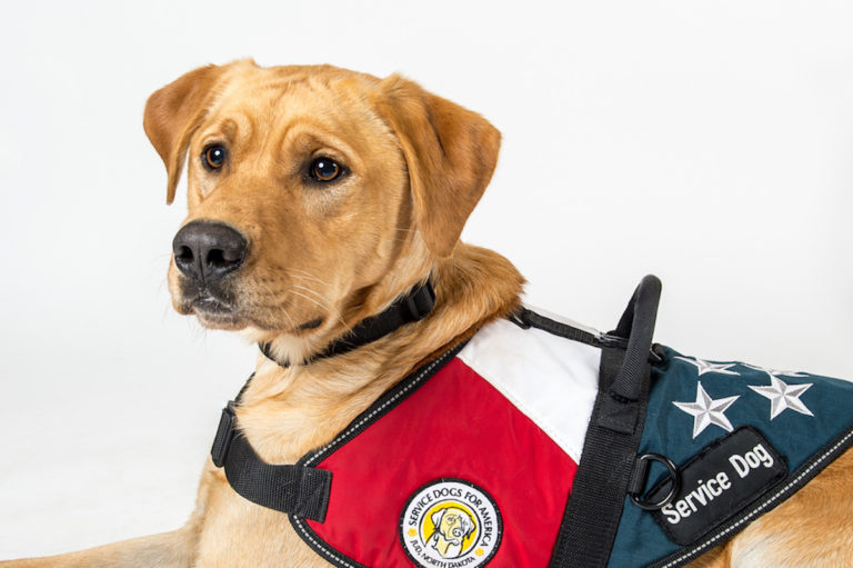 OUR DOGS – Service Dogs for America